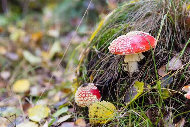 Poisonous Fly Agaric in Autumn Forest Stock Image - Image of mashrooms ...