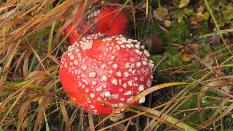 Poisonous Fly Agaric with a Red Cap in a White Dot in the Forest Stock ...