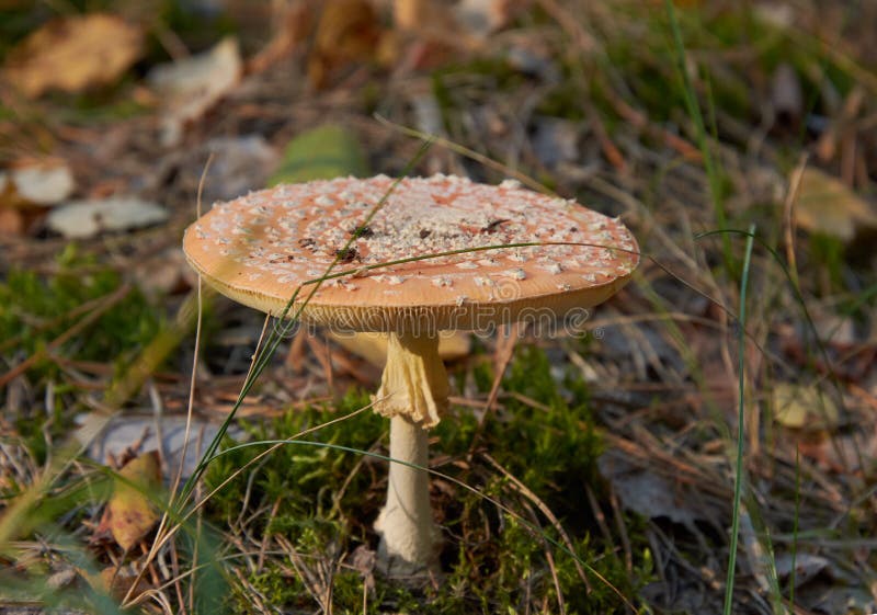Poisonous Fly Amanita in the Forest Stock Image - Image of toadstool ...