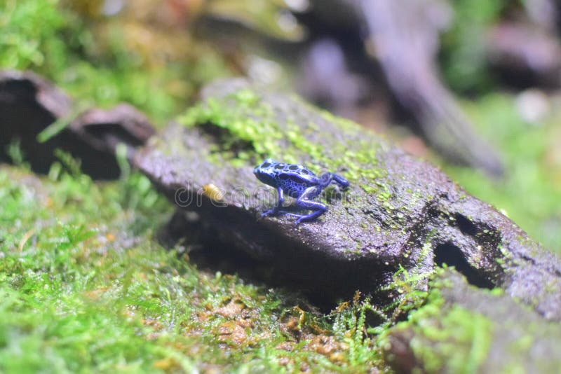 Poisonous Rock Frog (Odorrana Hosii) Stock Image - Image of large ...