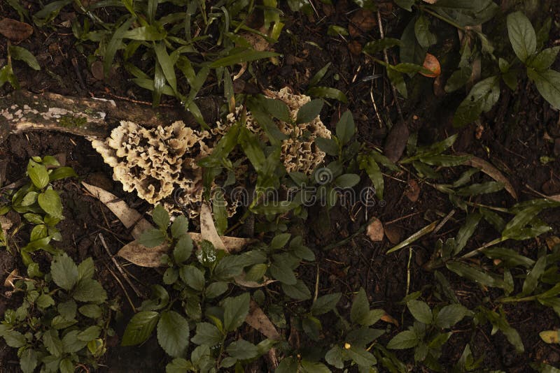 Poisonous Fungus in the Root of a Tree Stock Image - Image of danger ...