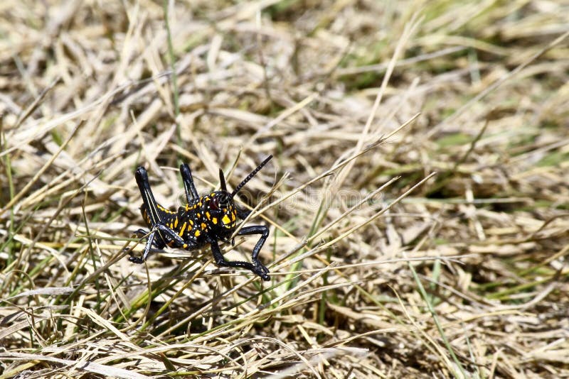 A Grasshopper from Madagascar. Stock Image - Image of black, animal ...