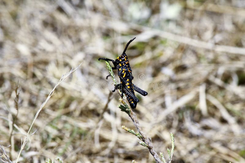 A Grasshopper from Madagascar. Stock Image - Image of black, animal ...