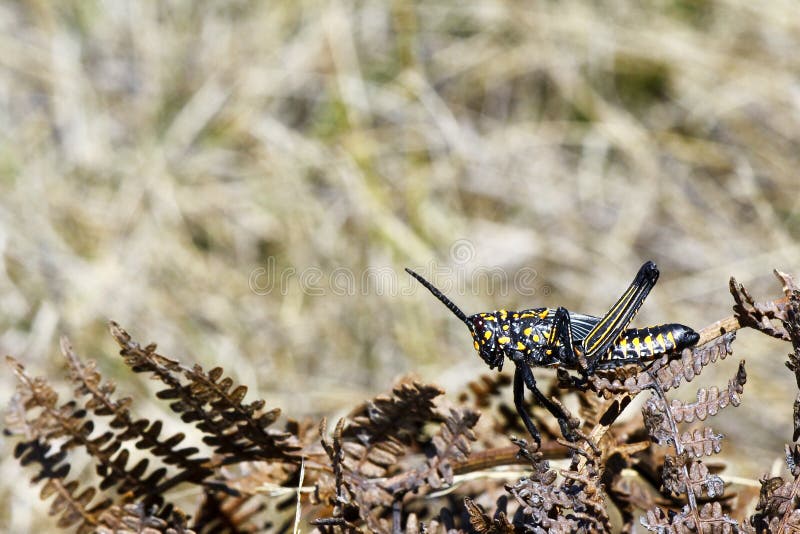 A Grasshopper from Madagascar. Stock Image - Image of black, animal ...