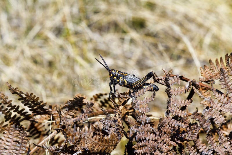 A Grasshopper from Madagascar. Stock Image - Image of black, animal ...
