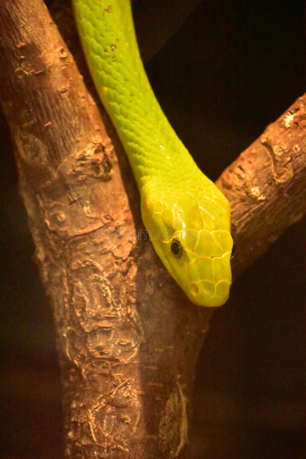 Poisonous Green Mamba Snake in a Tree Stock Photo - Image of deadly ...