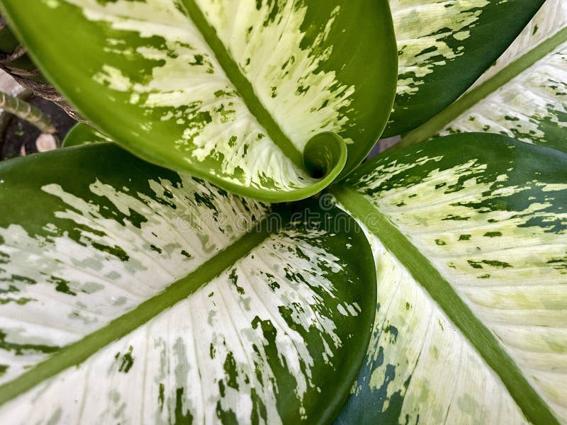 Poisonous green plants stock photo. Image of green, design - 391675136