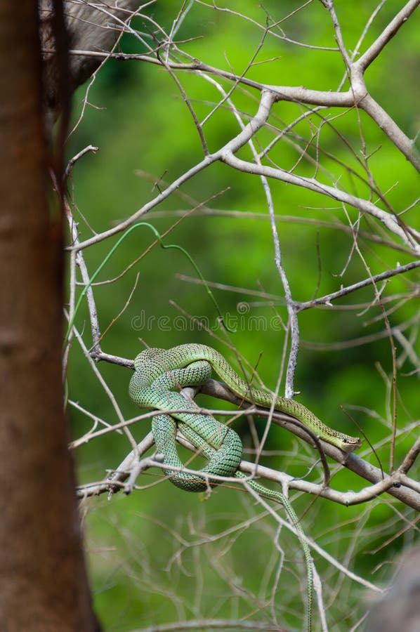 Poisonous Green Snake Sitting on a Branch Stock Image - Image of leaf ...