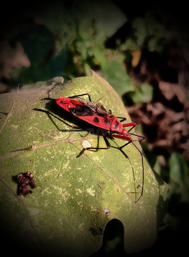 Poisonous Insect in Village Forest Night Stock Image - Image of village ...