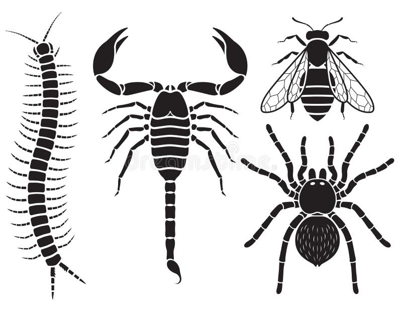 Poisonous Insects Set. Vector. Stock Vector - Illustration of scorpio ...