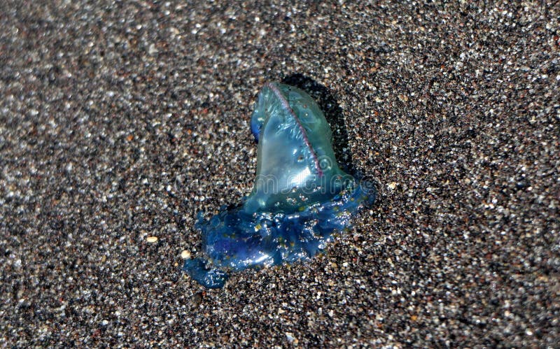 Poisonous Jellyfish on the Beach Sand Stock Photo - Image of nature ...