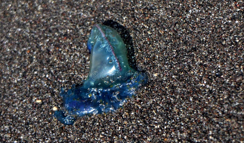 Poisonous Jellyfish on the Beach Sand Stock Image - Image of beauty ...