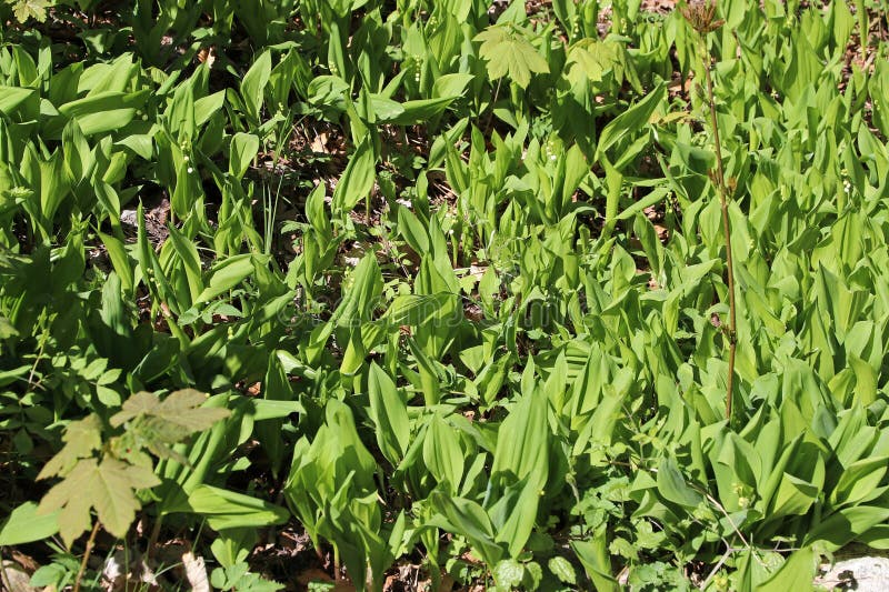 Poisonous Lily of the Valley is Easy To Confuse with Wild Garlic Stock ...