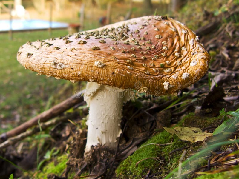 Poisonous mushroom stock photo. Image of plant, toadstool - 18911834 Poisonous mushroom stock photo. Image of plant, toadstool - 18911834