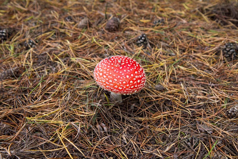 Poisonous mushroom stock image. Image of pick, grow - 101819347 Poisonous mushroom stock image. Image of pick, grow - 101819347
