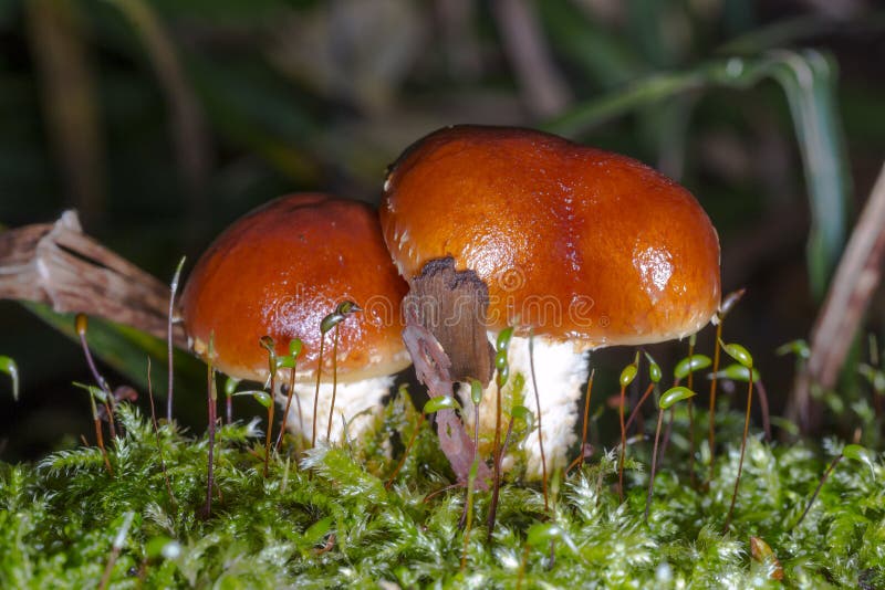 Poisonous Mushroom in Green Moss Stock Photo - Image of organic, autumn ...