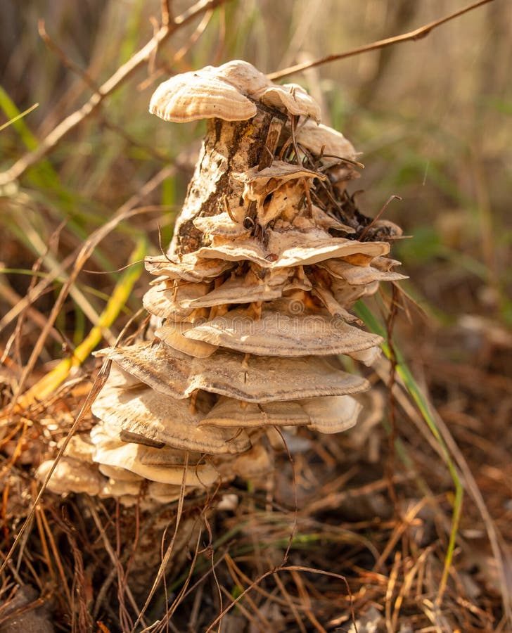 Poisonous Mushroom in the Ground in the Forest in Autumn Stock Image ... Poisonous Mushroom in the Ground in the Forest in Autumn Stock Image ...