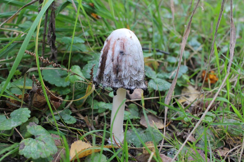 Poisonous Mushroom Inedible Grows in the Forest in the Grass Stock ...