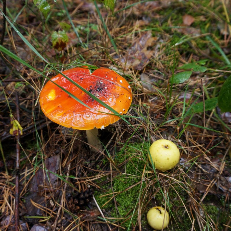Poisonous Mushroom with a Red Spotted Hat. Stock Image - Image of leaf ...