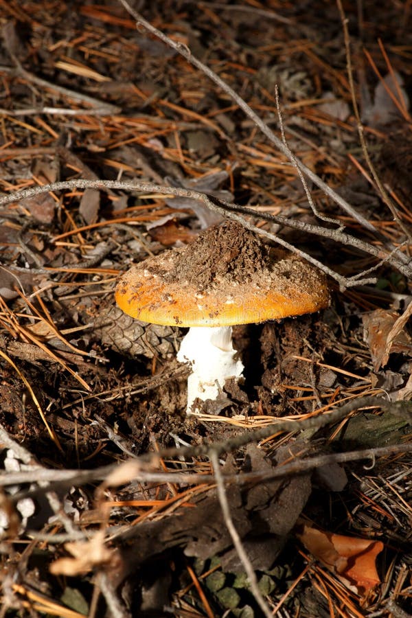 Poisonous Mushroom with a Red Spotted Hat. it Grows in a Coniferous ...