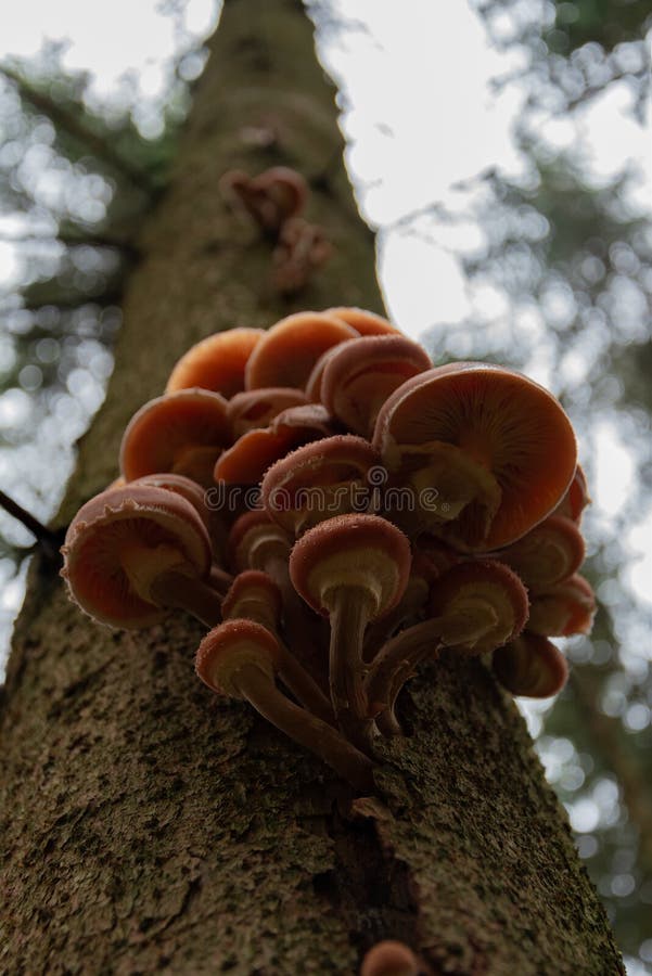 Poisonous Mushrooms on Trees in the Forest. Mushroom in Forest. Stock ...