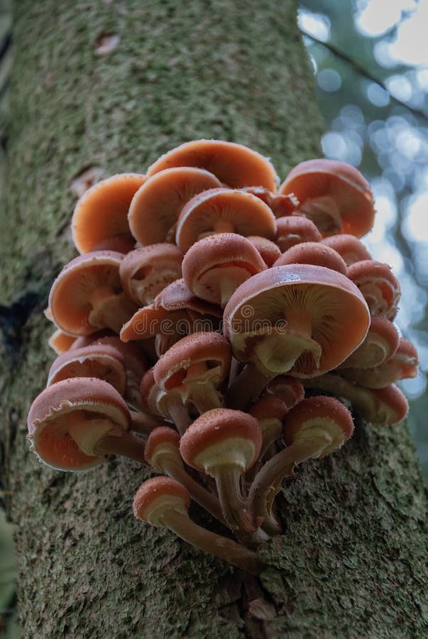 Poisonous Mushrooms on Trees in the Forest. Mushroom in Forest. Stock ...