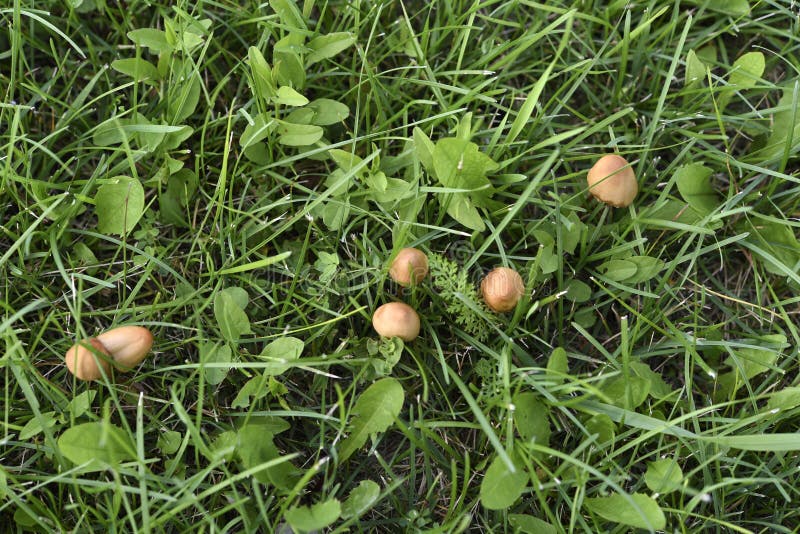 Poisonous Mushrooms. a Yellow Toadstool in the Green Grass Stock Photo ...