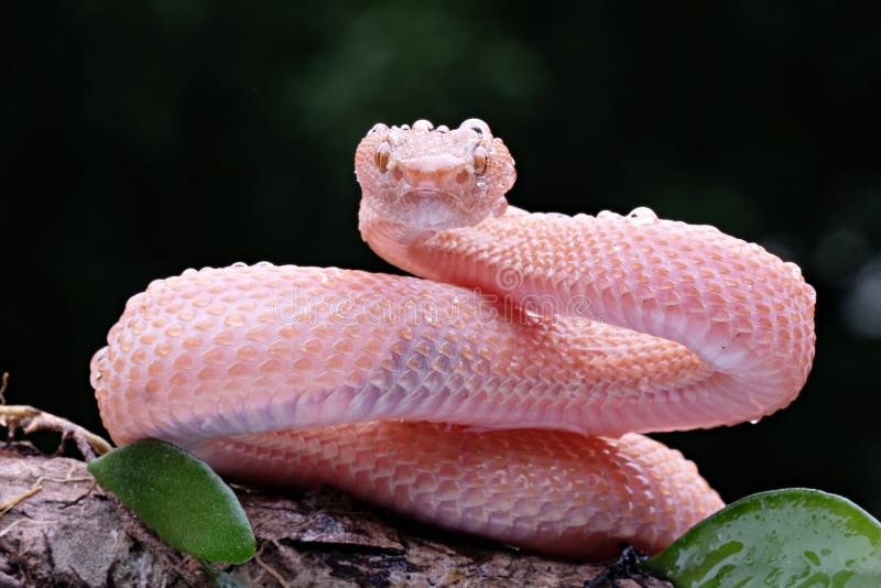 A Poisonous Pink Viper is Perching on a Tree Branch in the Forest Stock ...