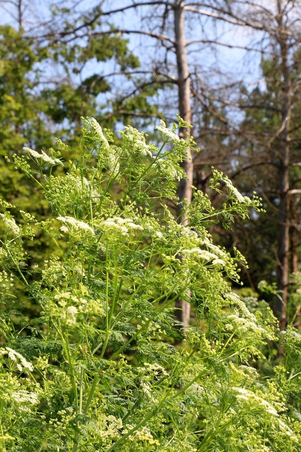 The Poisonous Plant Conium Maculatum Grows in Nature Stock Image ...