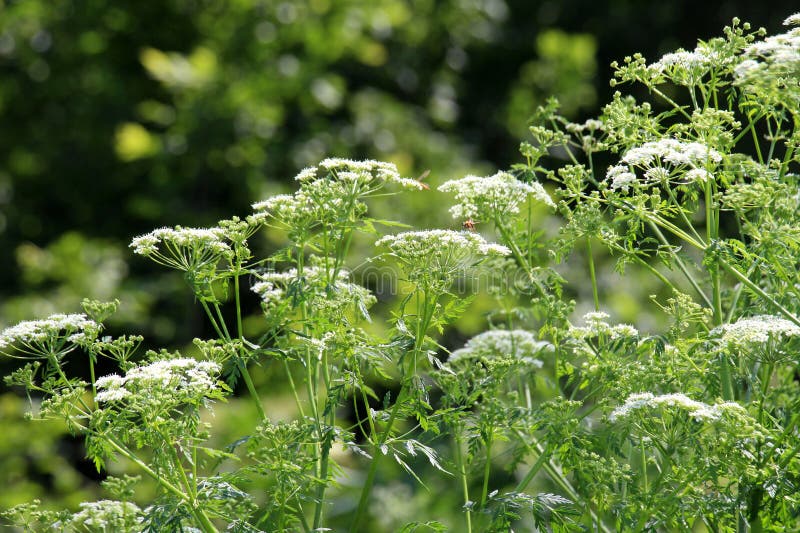 The Poisonous Plant Conium Maculatum Grows in Nature Stock Photo ...