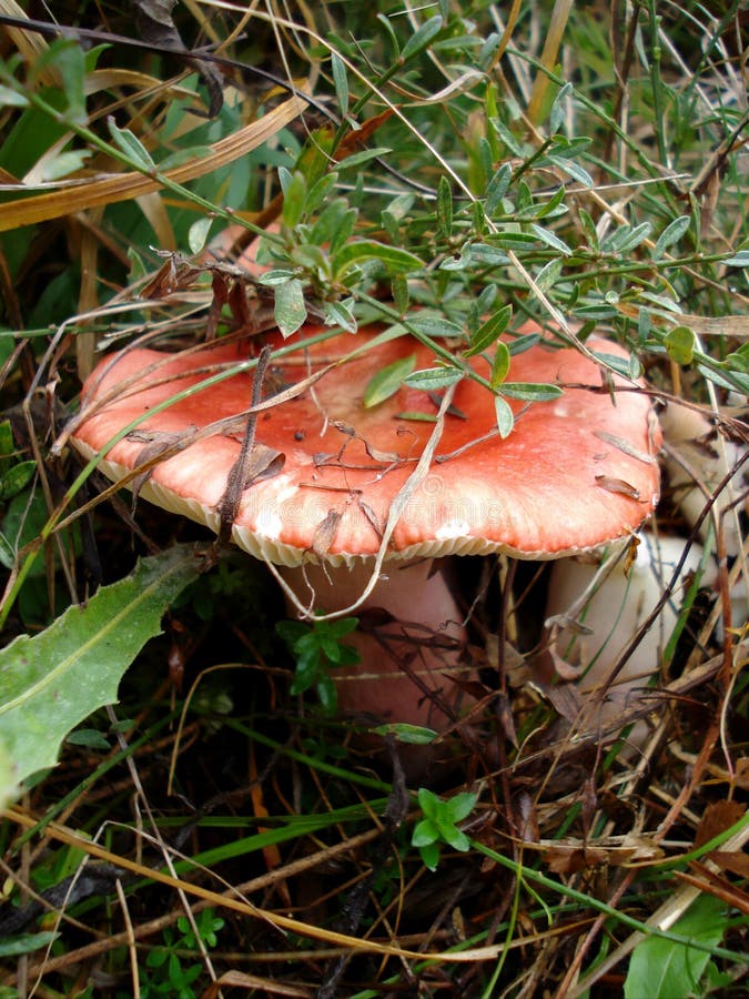Poisonous Red Mushroom Russula Lepida Stock Photo - Image of seasonal ...