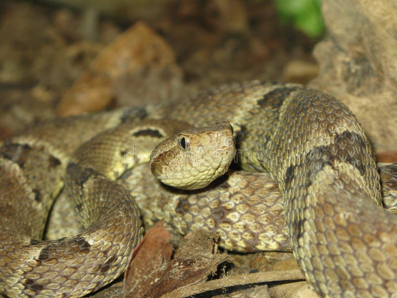 Bothrops Atrox, Fer-de-lance in Nature Habitat. Common Lancehead Viper ...