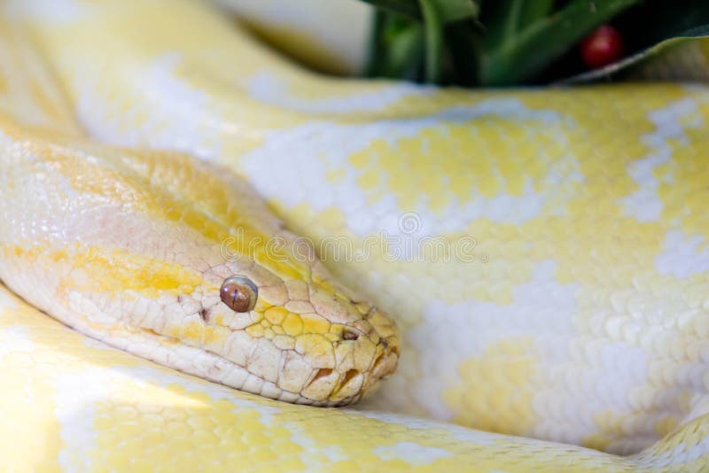 Poisonous snake stock photo. Image of finger, medicine - 72970092