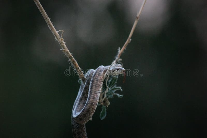 A Poisonous Snake on a Tree Branch Stock Photo - Image of wild, wing ...
