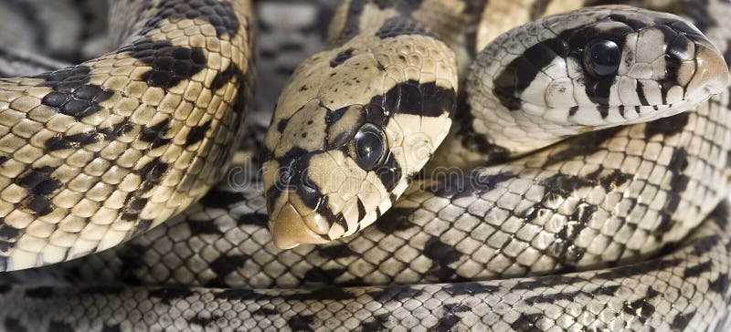 Poisonous snakes. stock photo. Image of danger, guardian - 14613046
