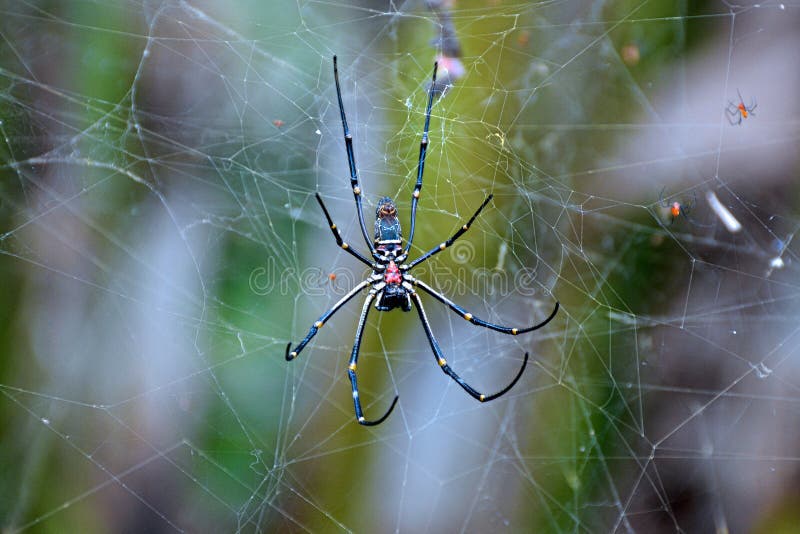Poisonous Spider - Bali stock photo. Image of jungle - 45562236