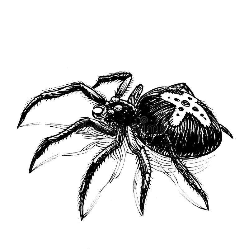 Poisonous spider stock illustration. Illustration of dangerous - 202037267