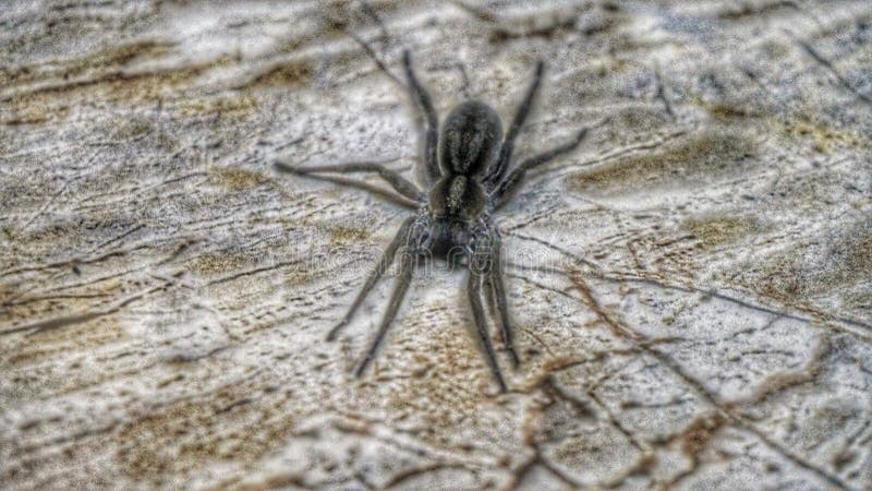 Spider Ready for Attack Over Military Munitions Stock Photo - Image of ...