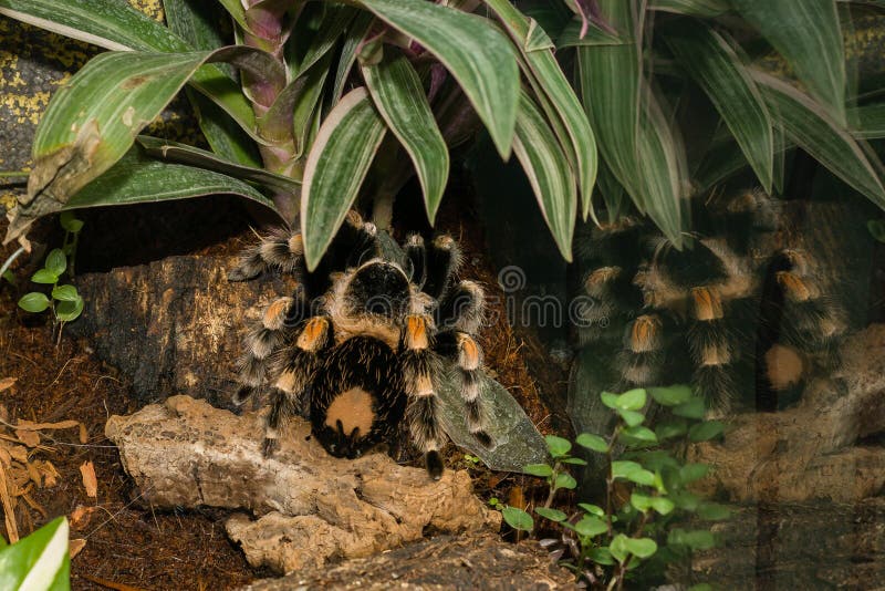Poisonous Spider Tarantula Tarantula Stock Photo - Image of ...