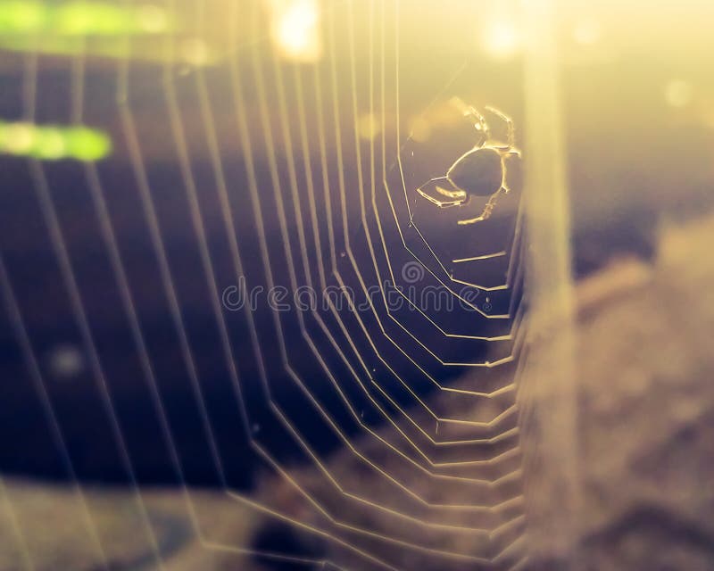 Poisonous Spider Web Silhoutte Waiting for Prey Stock Photo - Image of ...