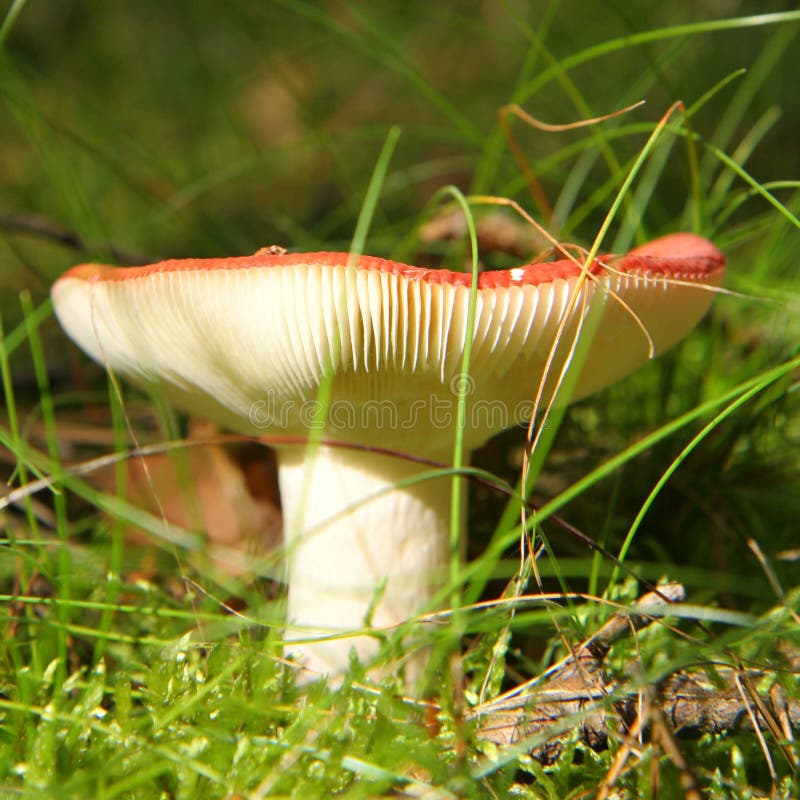 Poisonous toadstool stock photo. Image of stem, stalk - 15938454