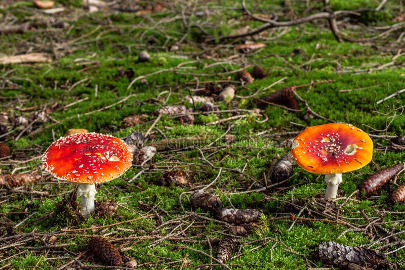 Poisonous Toadstools on the Autumn Forest Stock Image - Image of ...