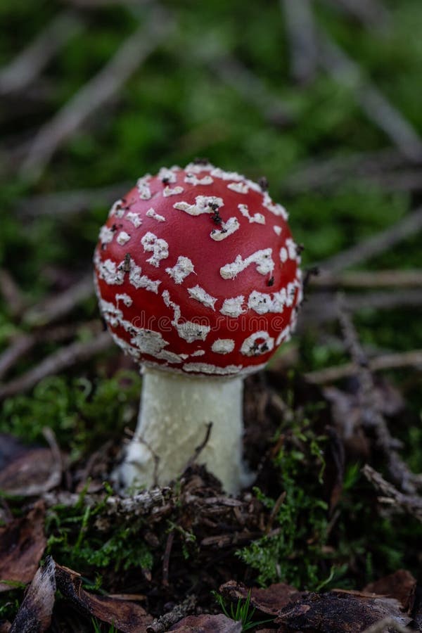 Poisonous Toadstools on the Autumn Forest Stock Photo - Image of human ...