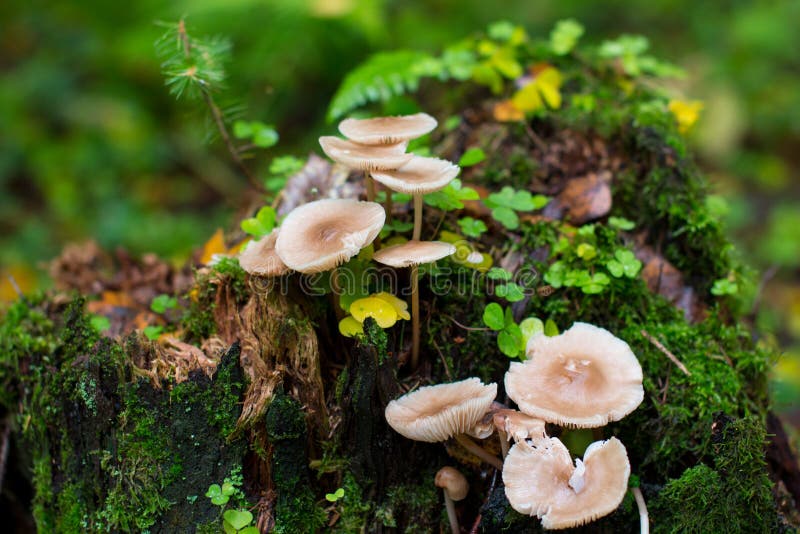 Poisonous Toadstools in the Autumn Forest on a Green Stump. Stock Photo ...