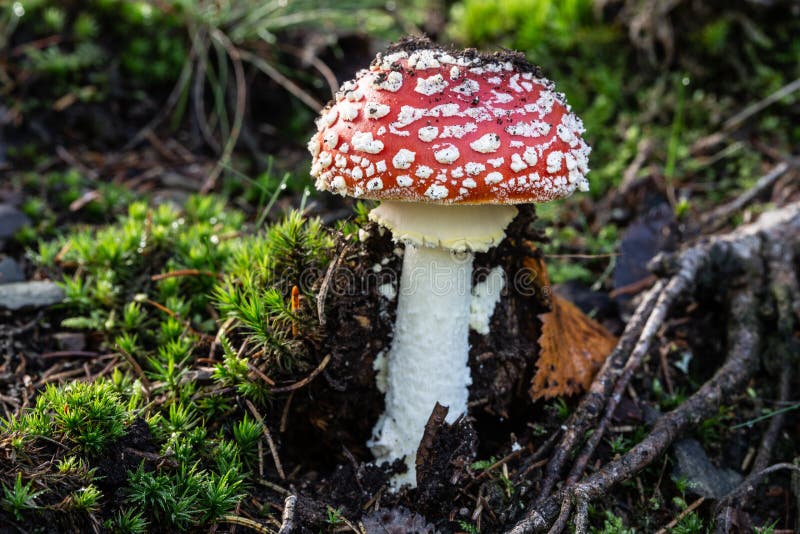 Poisonous Toadstools on the Autumn Forest Stock Image - Image of ...