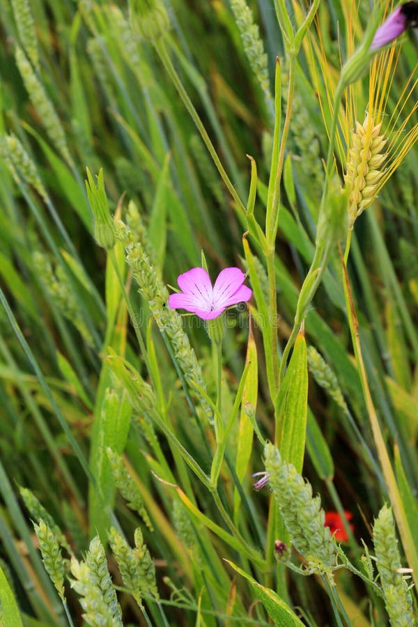 The Poisonous Weed Agrostemma Githago Grows among Cereal Crops Stock ...