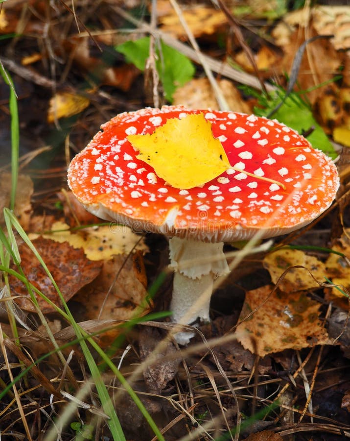 Poisonouse Mushroom Stock Photos - Free & Royalty-Free Stock Photos ...