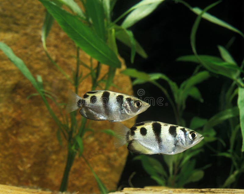 POISSON ARCHER Toxotes Jaculatrix Stock Photo - Image of tropical ...