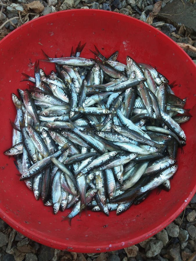 Poisson Bada Typique Du Lac Maninjau Image stock - Image du petit ...