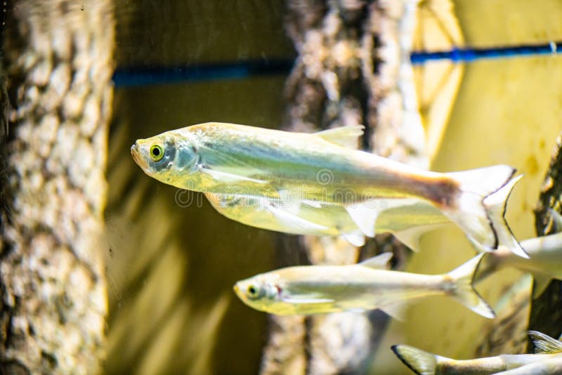 Poisson-barbe De Classe Dans L'eau Image stock - Image du beau ...